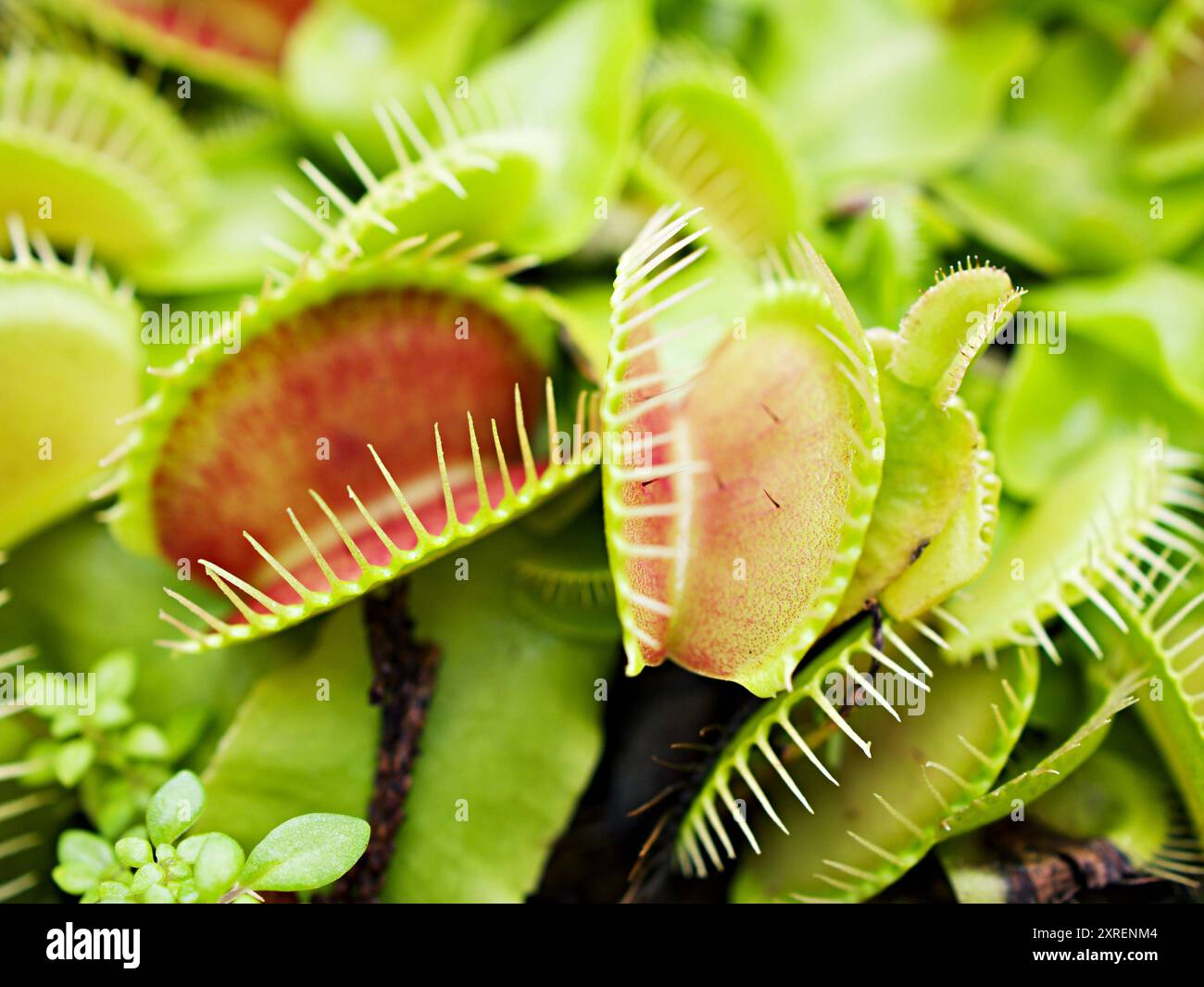 Closeup Venus flytrap ,Insectivorous plants ,Low Giant ,Dionaea ...