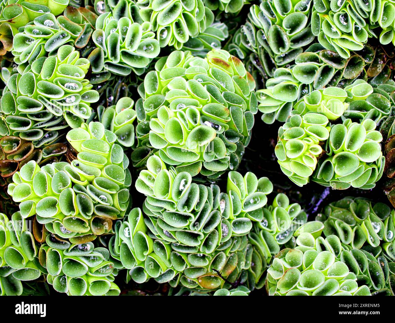 Macro green Giant Salvinia molesta ,weed water plants ,aquatic fern ...