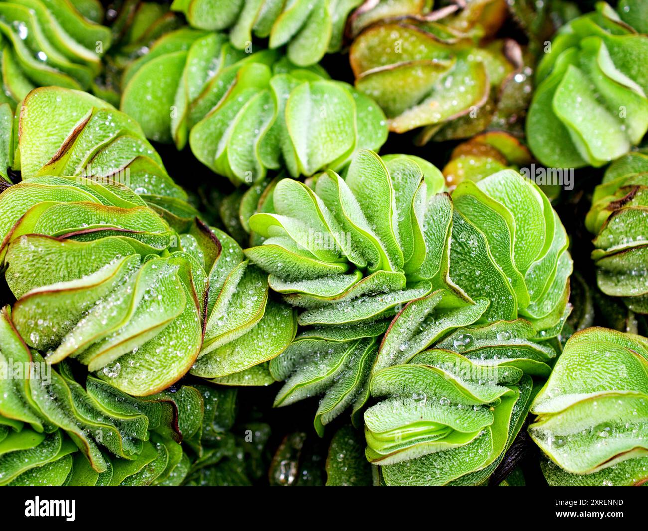 Macro green Giant Salvinia molesta ,weed water plants ,aquatic fern ...
