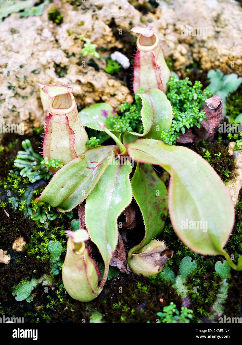 Flytrap Predatory Carnivorous monkey cups plant, tropical pitcher plants ,Nepenthes mirabilis ...