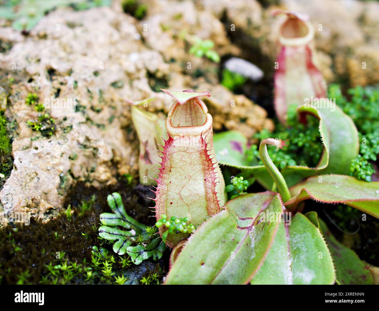 Flytrap Predatory Carnivorous monkey cups plant, tropical pitcher ...
