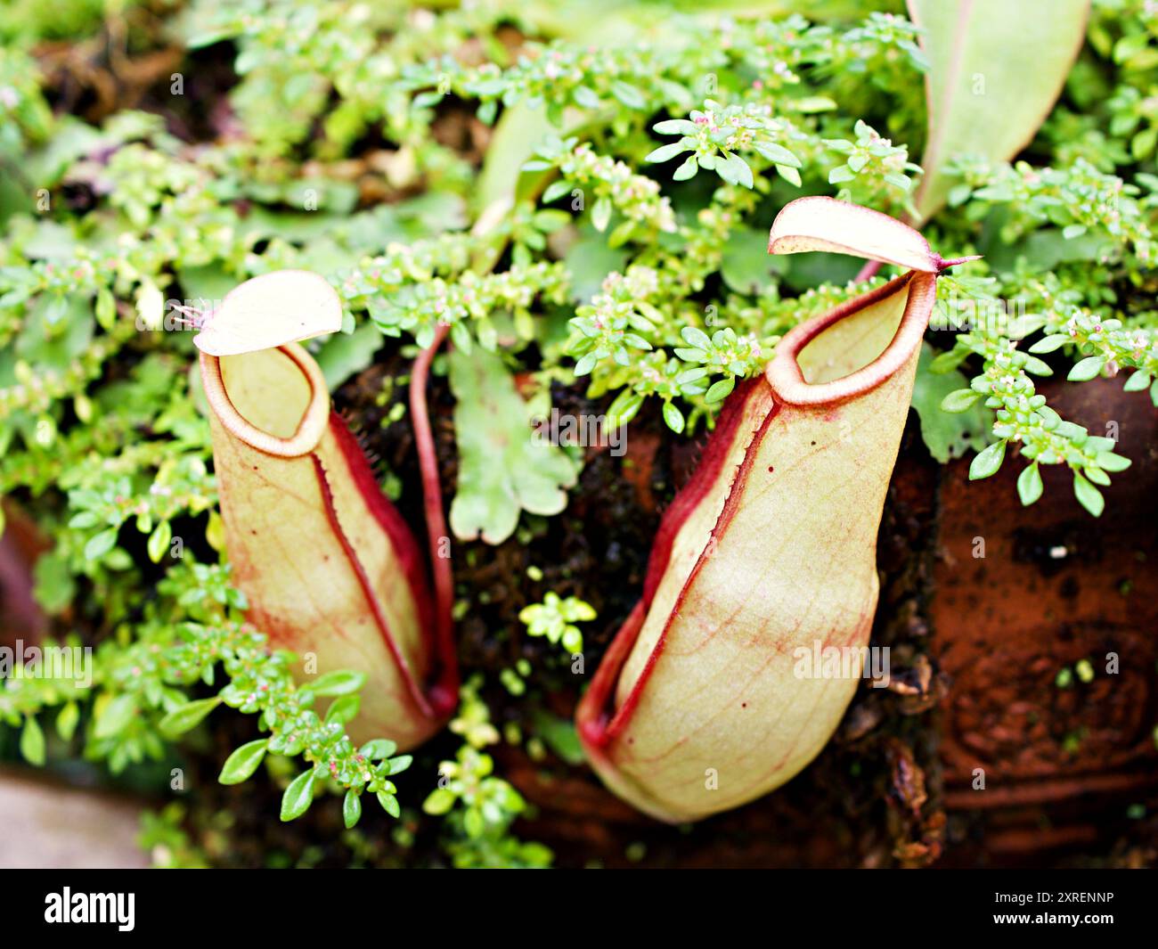 Flytrap Predatory Carnivorous monkey cups plant, tropical pitcher ...