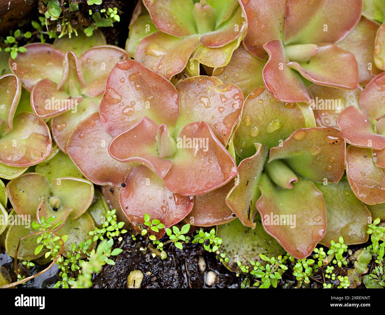Closeup purple flower Pinguicula moranensis ,Tina, grandiflora ,Mexican ...