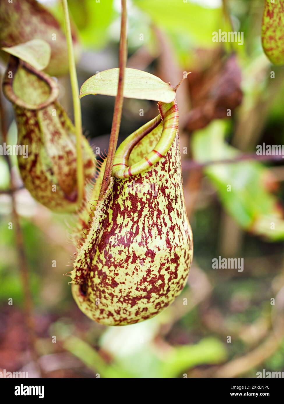Flytrap Predatory Carnivorous monkey cups plant, tropical pitcher ...