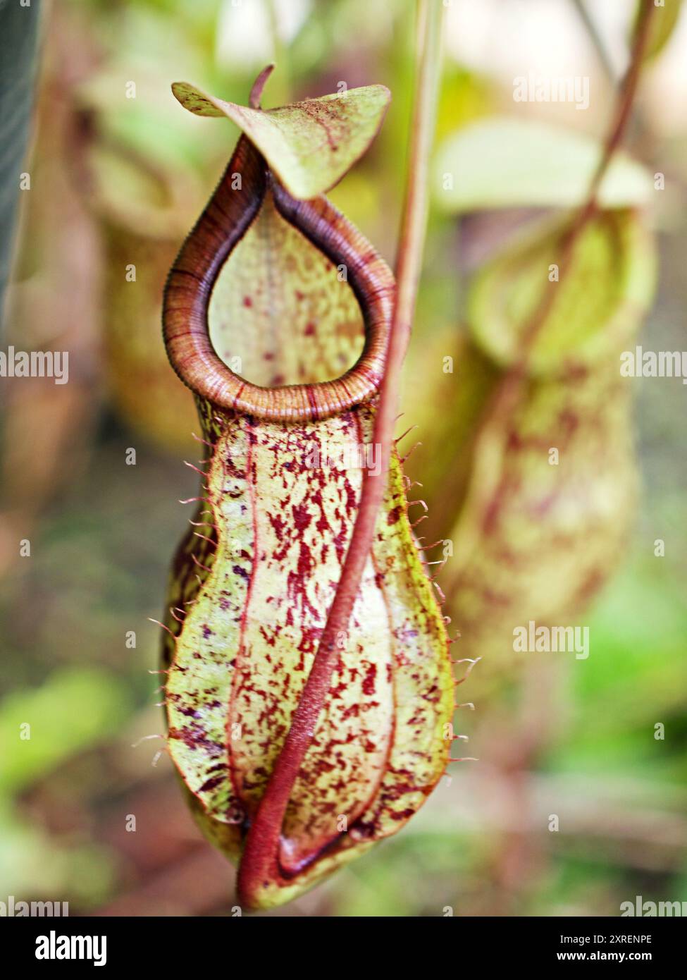 Flytrap Predatory Carnivorous monkey cups plant, tropical pitcher ...