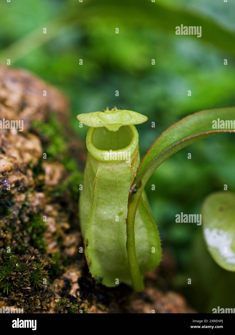 Flytrap Predatory Carnivorous monkey cups plant, tropical pitcher ...