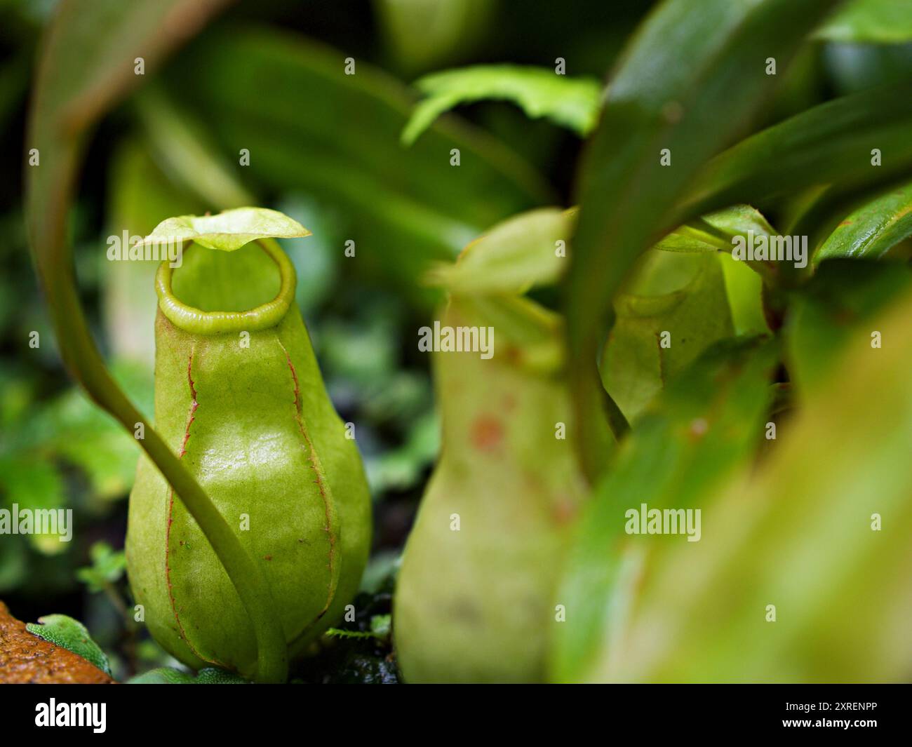 Flytrap Predatory Carnivorous monkey cups plant, tropical pitcher ...