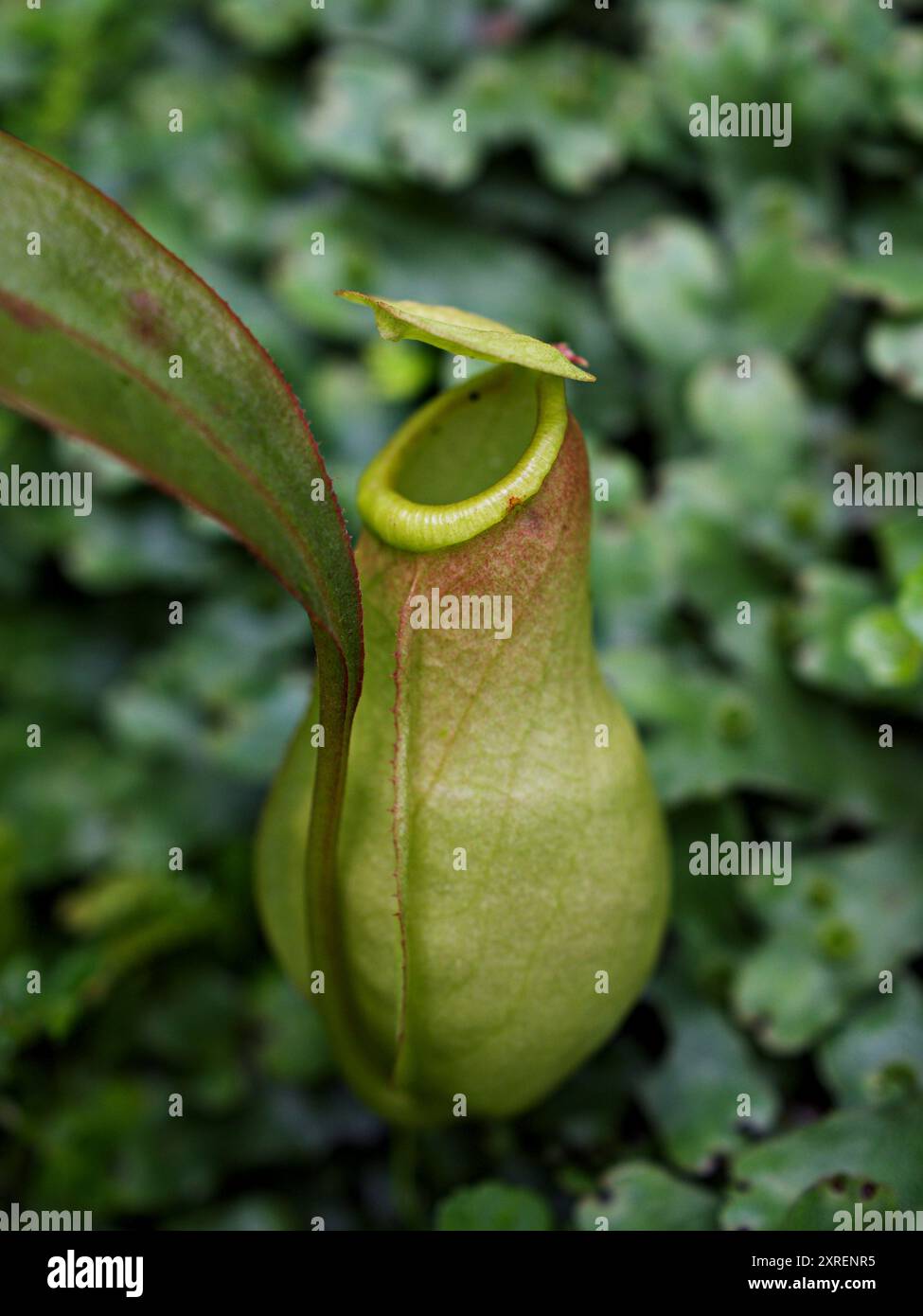 Flytrap Predatory Carnivorous monkey cups plant, tropical pitcher ...