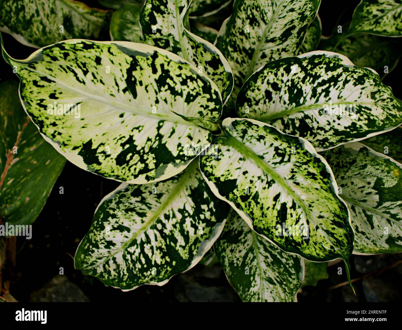 Closeup green leaf Dumb canes ,Dieffenbachia Compacta plants ,Splash ...