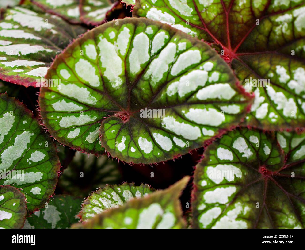 Piper sylvaticum hi-res stock photography and images - Alamy