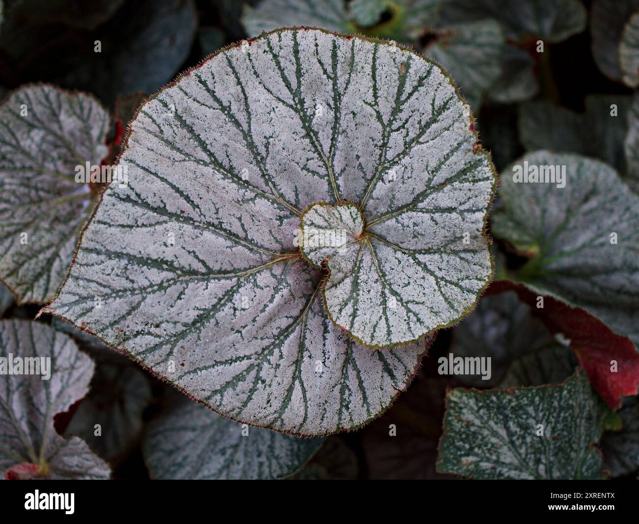 Piper sylvaticum hi-res stock photography and images - Alamy