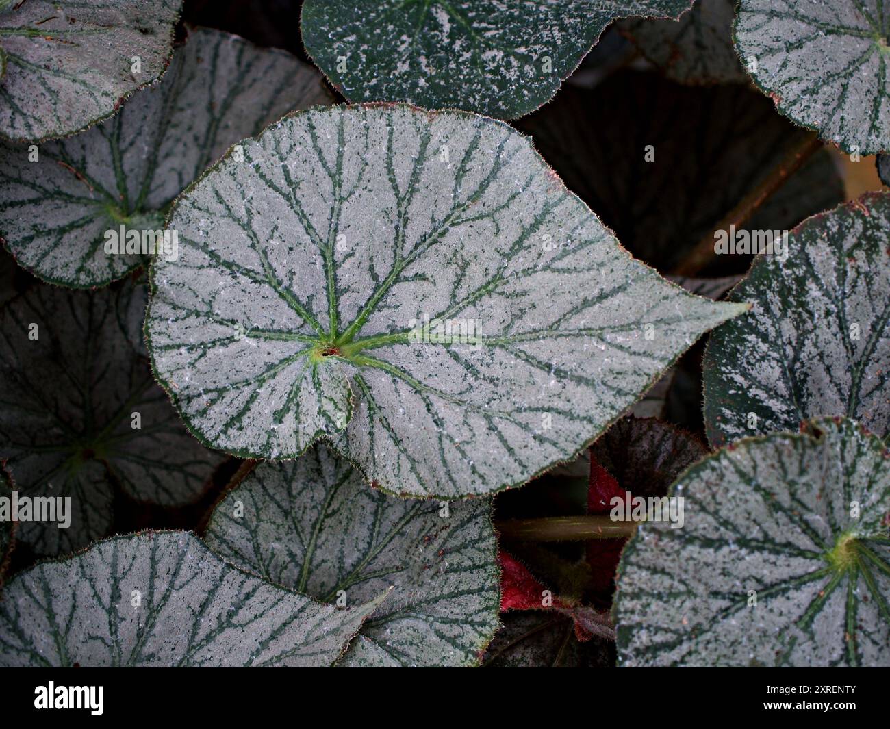 Closeup leaf foliage begonia flower plants for leaves background ,fairy ...