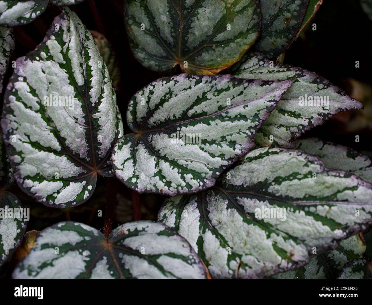 Begoniaceae painted leaf begonia begonia hi-res stock photography and ...