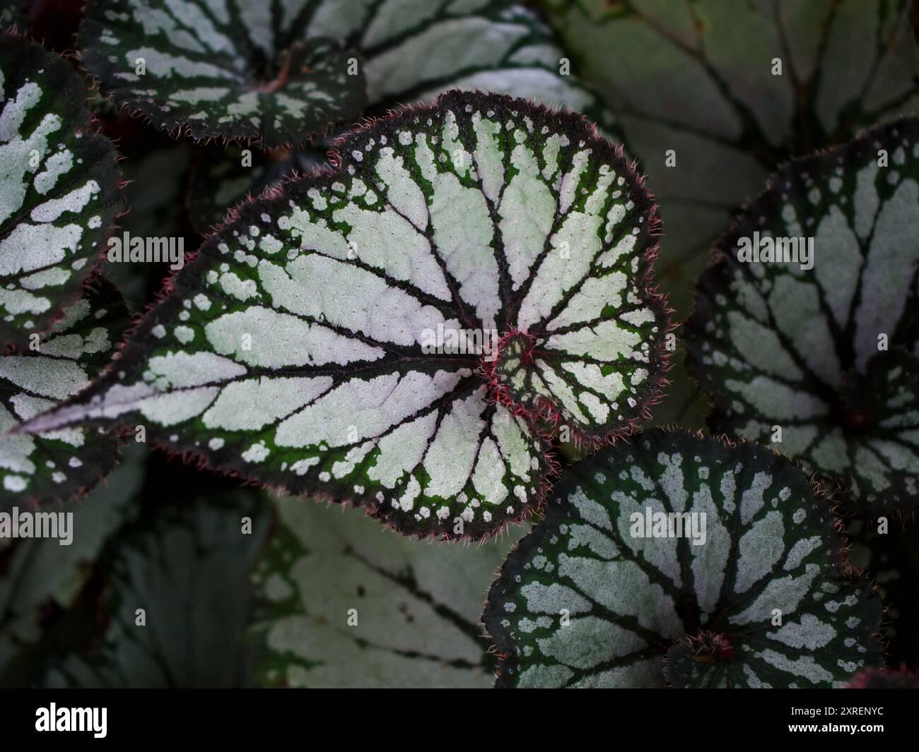 Closeup leaf foliage begonia flower plants for leaves background ,fairy ...