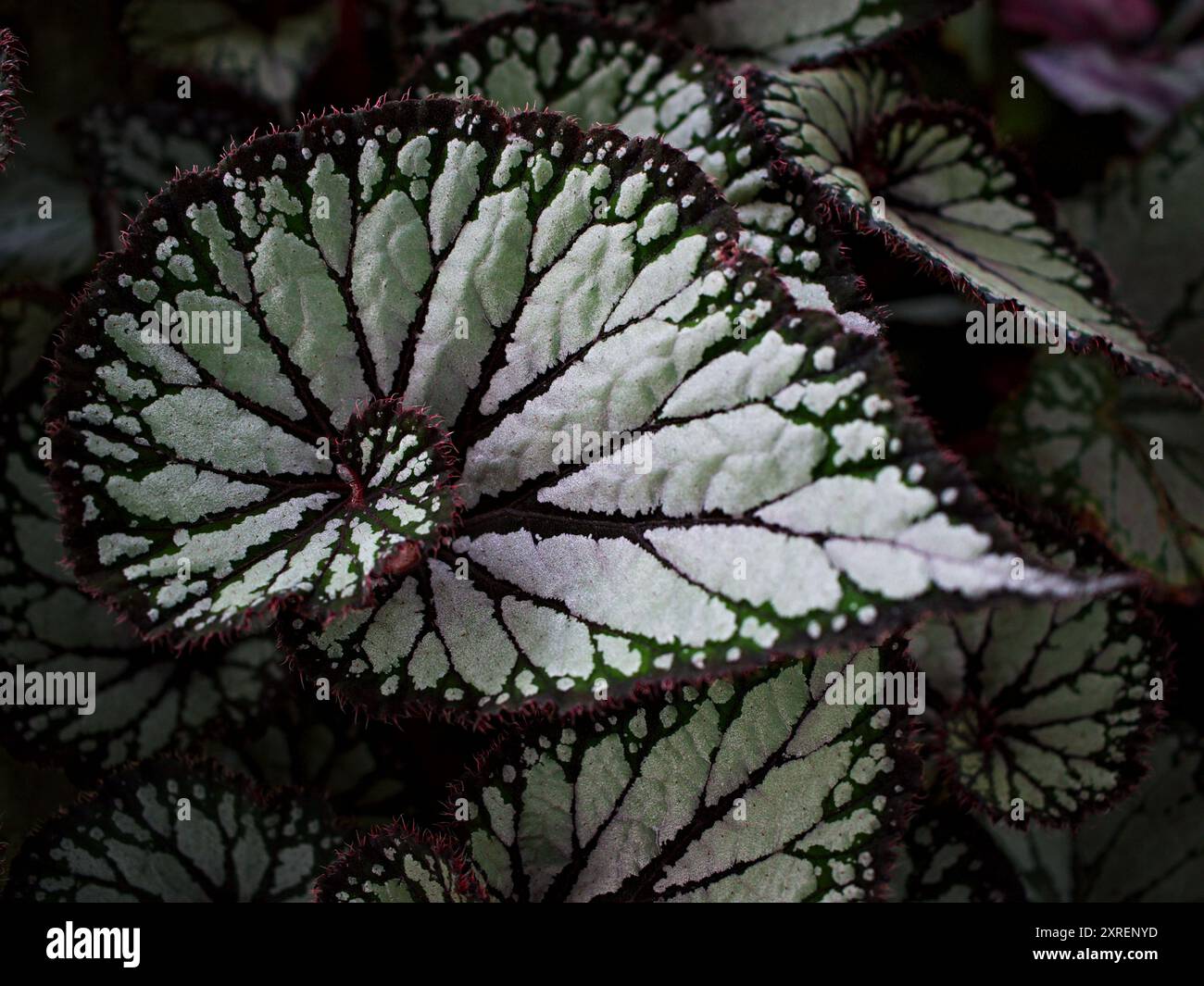 Piper sylvaticum hi-res stock photography and images - Alamy
