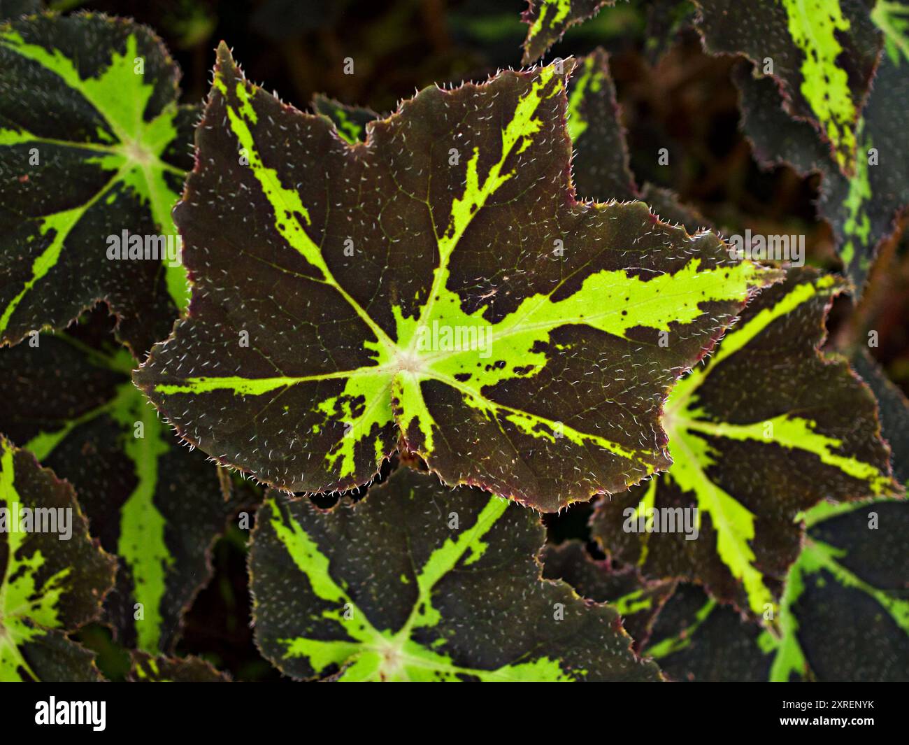 Closeup leaf foliage begonia flower plants for leaves background ,fairy ...