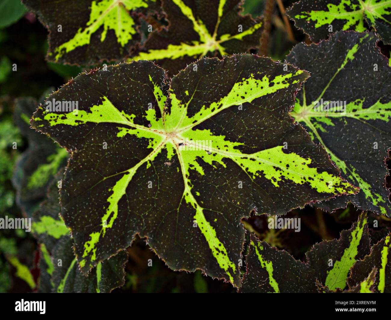 Piper sylvaticum hi-res stock photography and images - Alamy