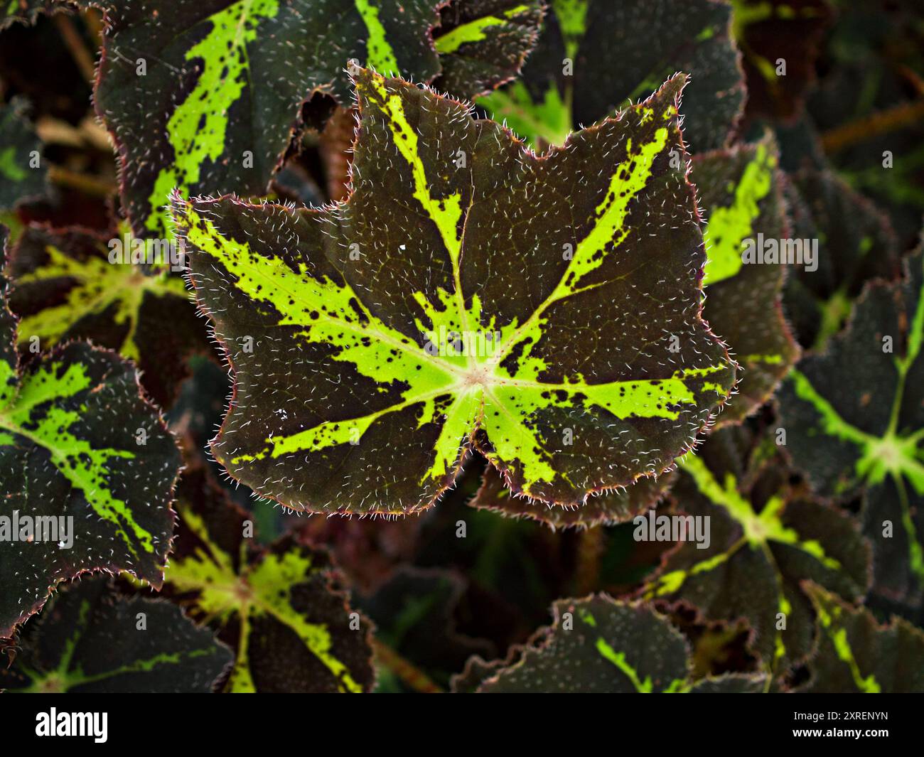 Closeup leaf foliage begonia flower plants for leaves background ,fairy ...