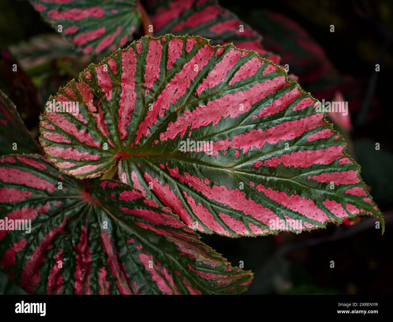 Closeup pink leaf foliage begonia flower plants ,Painted-leaf begonia ...