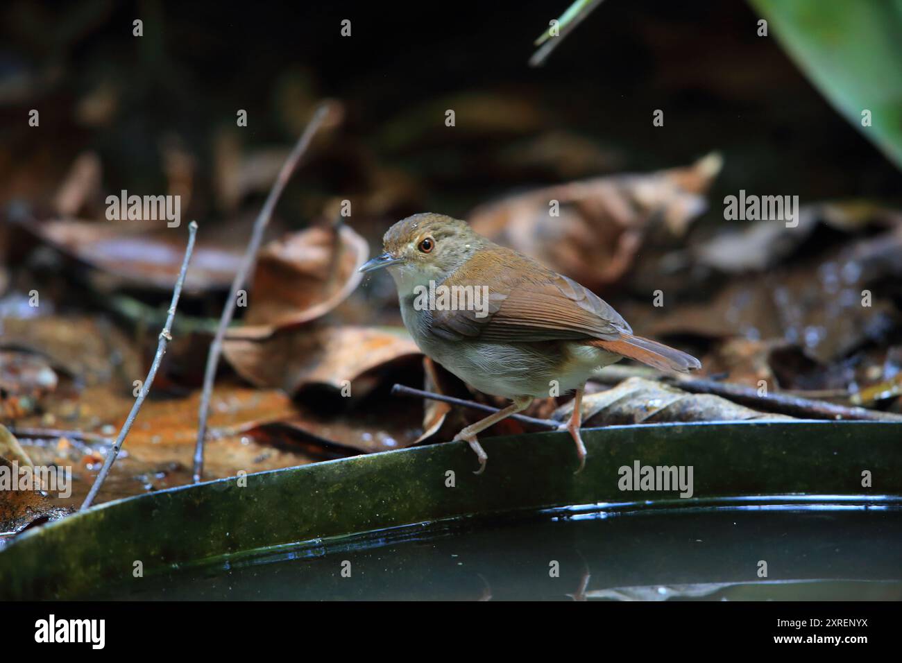 White-chested babbler or Malayan swamp babbler (Pellorneum rostratum ...
