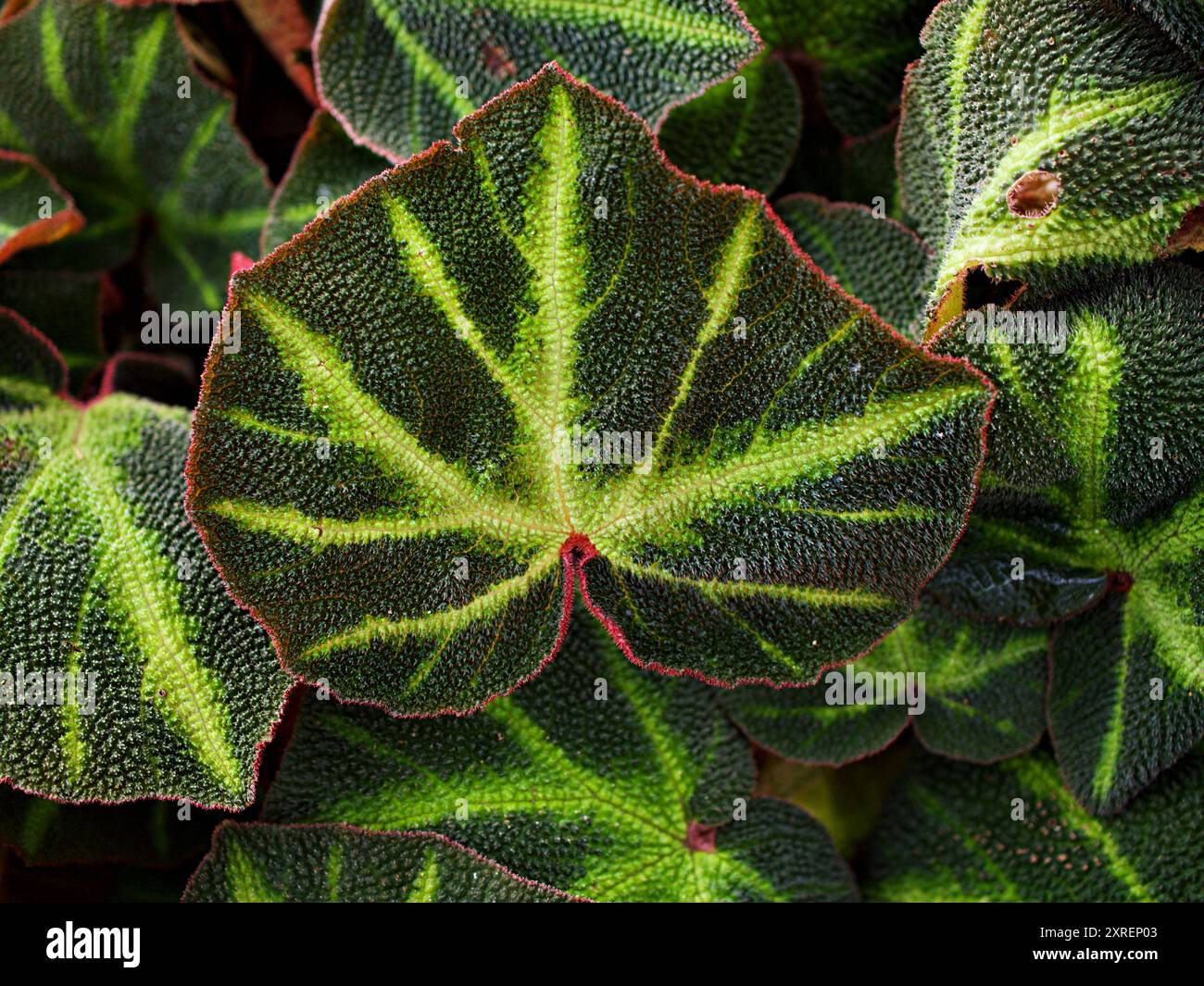 Begoniaceae painted leaf begonia begonia hi-res stock photography and ...