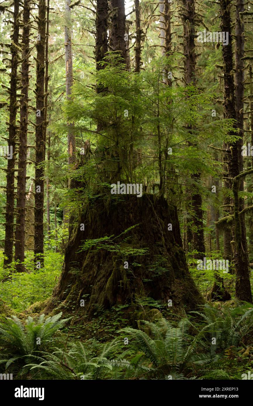 Multiple Trees Sprout Out Of Old Tree Stump In Redwood National Park ...