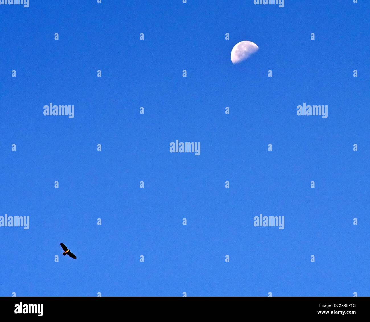 Beautiful eagle flying full moon hi-res stock photography and images ...