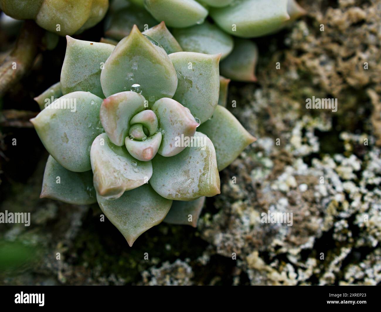Macro succulent Cactus plant ,Echeveria elegans ,Rose Cabbage ,thick ...