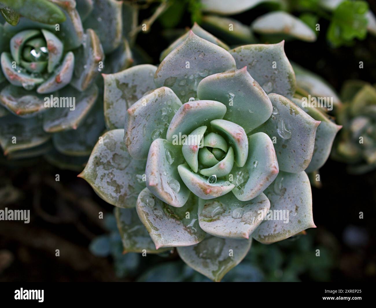 Macro succulent Cactus plant ,Echeveria elegans ,Rose Cabbage ,thick ...