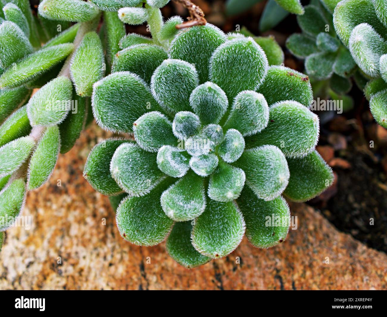 Succulent plant Echeveria setosa Mexican Firecracker ,green succulent Stock Photo - Alamy