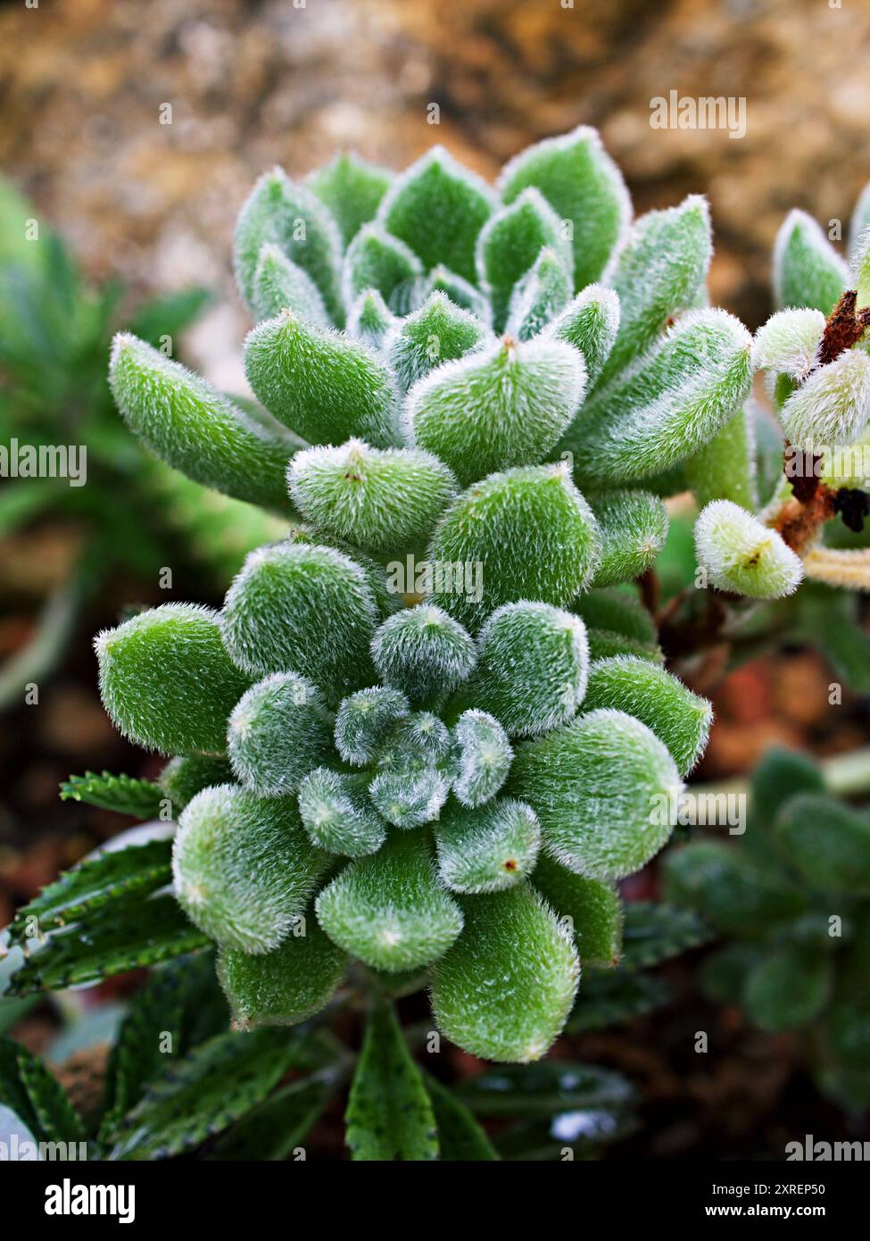 Succulent plant Echeveria setosa Mexican Firecracker ,green succulent Stock Photo - Alamy