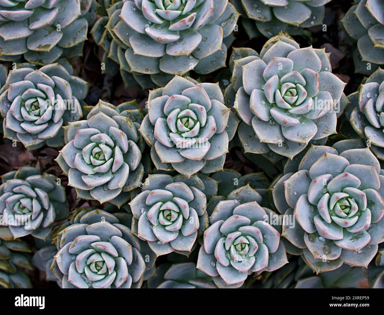 Macro succulent Cactus plant ,Echeveria elegans ,Rose Cabbage ,thick ...