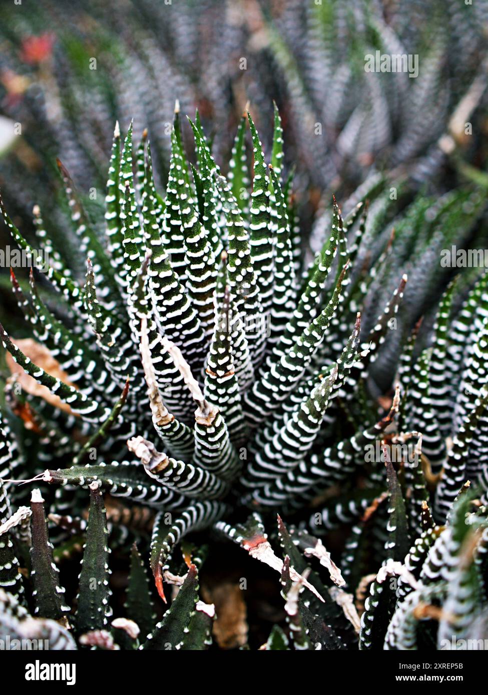 Succulent Zebra plant ,Haworthia Aloe Vera ,Pearl plant ,Zebra cactus ...