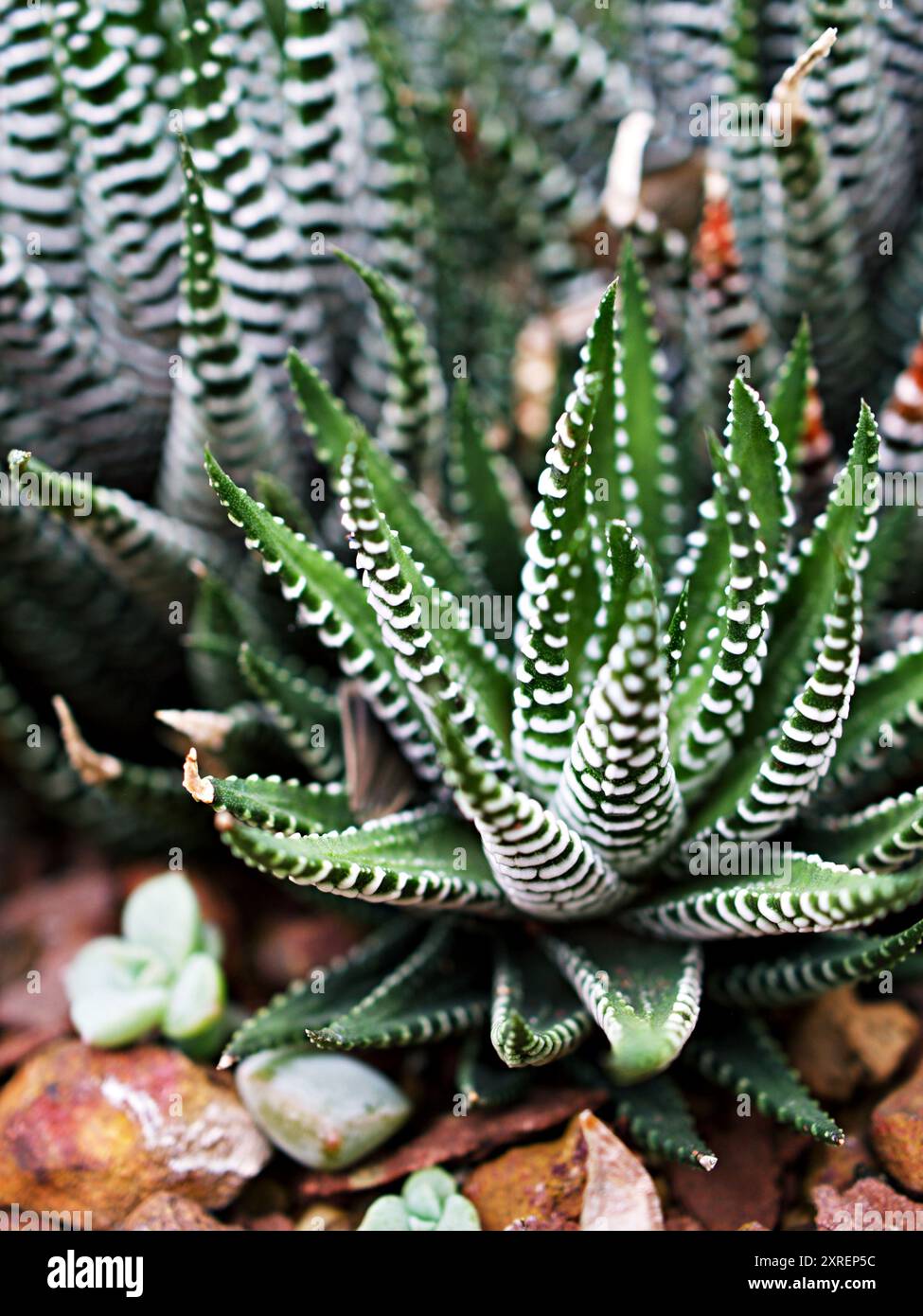 Succulent Zebra plant ,Haworthia Aloe Vera ,Pearl plant ,Zebra cactus ...
