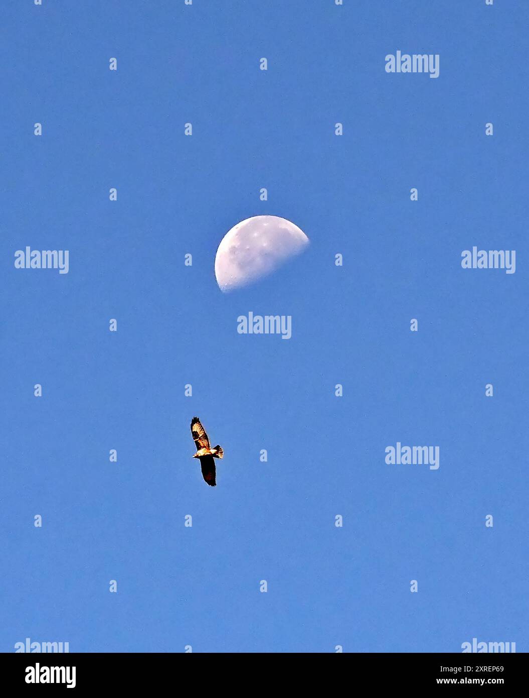 flying bird and moon, daylight shot Stock Photo - Alamy