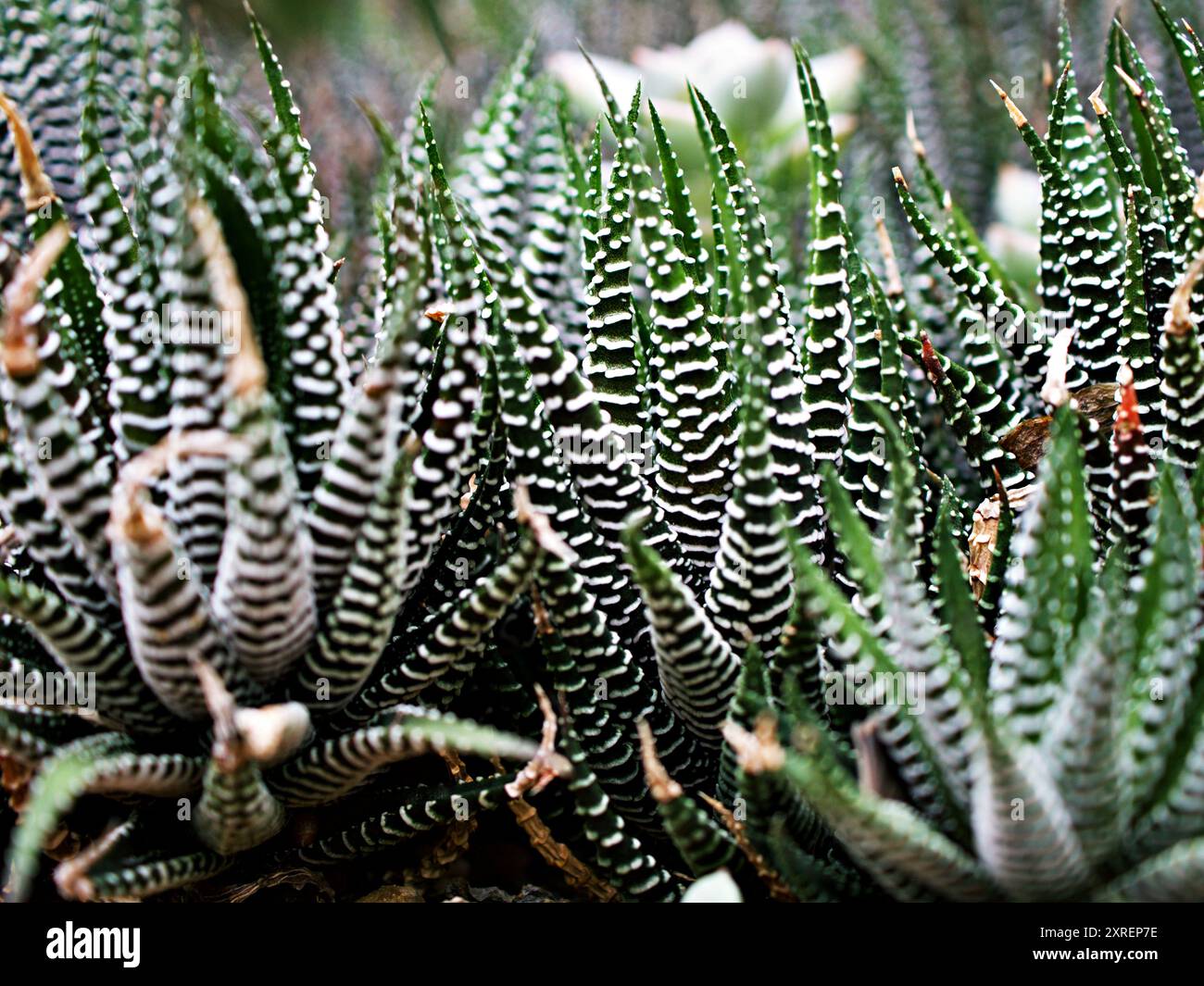 Succulent Zebra plant ,Haworthia Aloe Vera ,Pearl plant ,Zebra cactus ...
