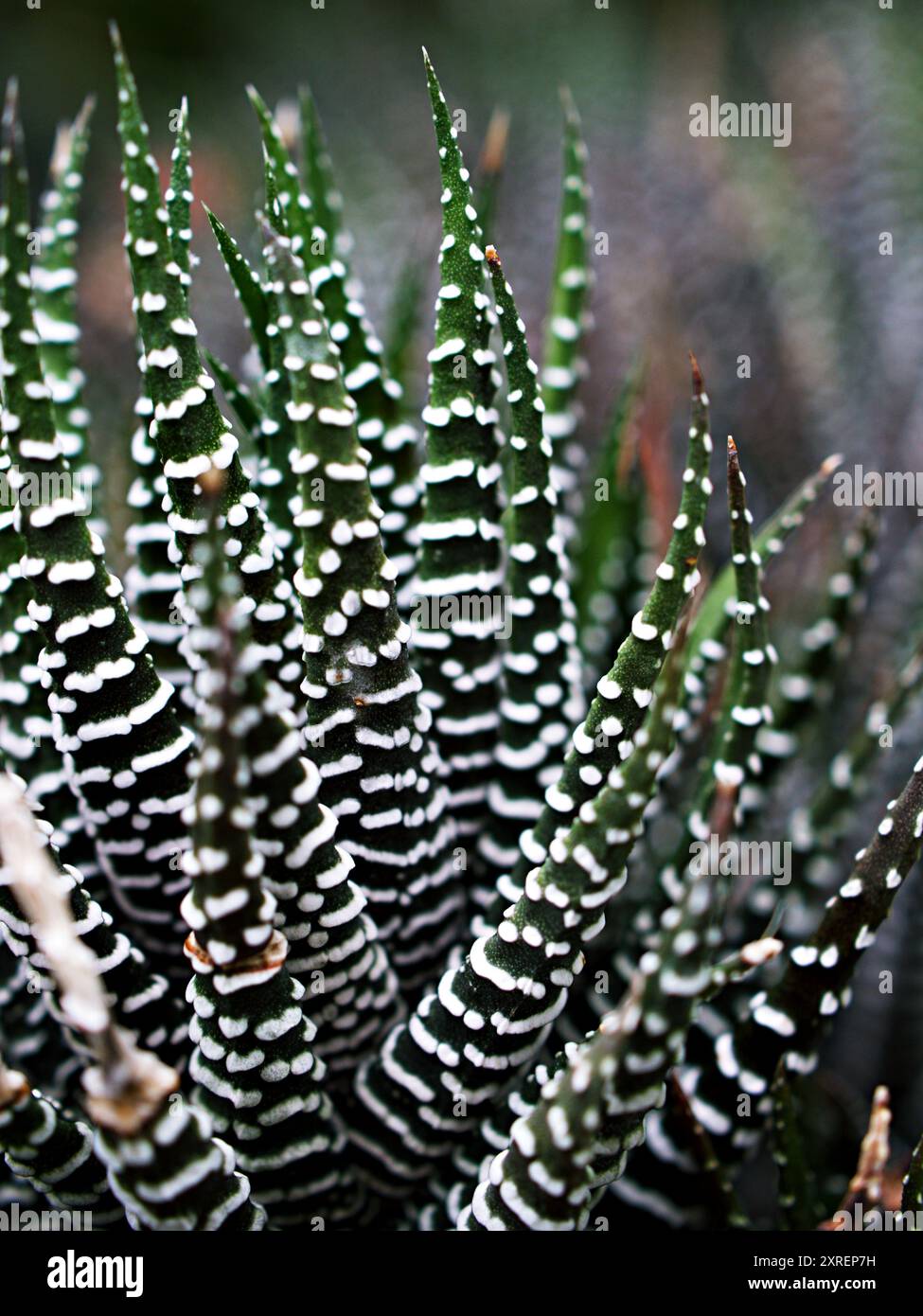 Succulent Zebra plant ,Haworthia Aloe Vera ,Pearl plant ,Zebra cactus ...