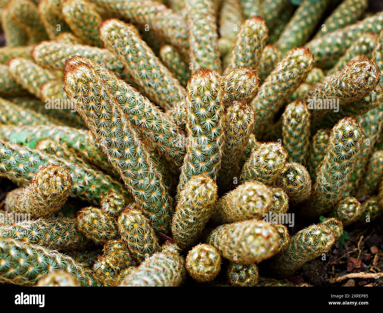 Macro cactus Mammillaria elongata rubra copper King ,Gold lace Cactus ...