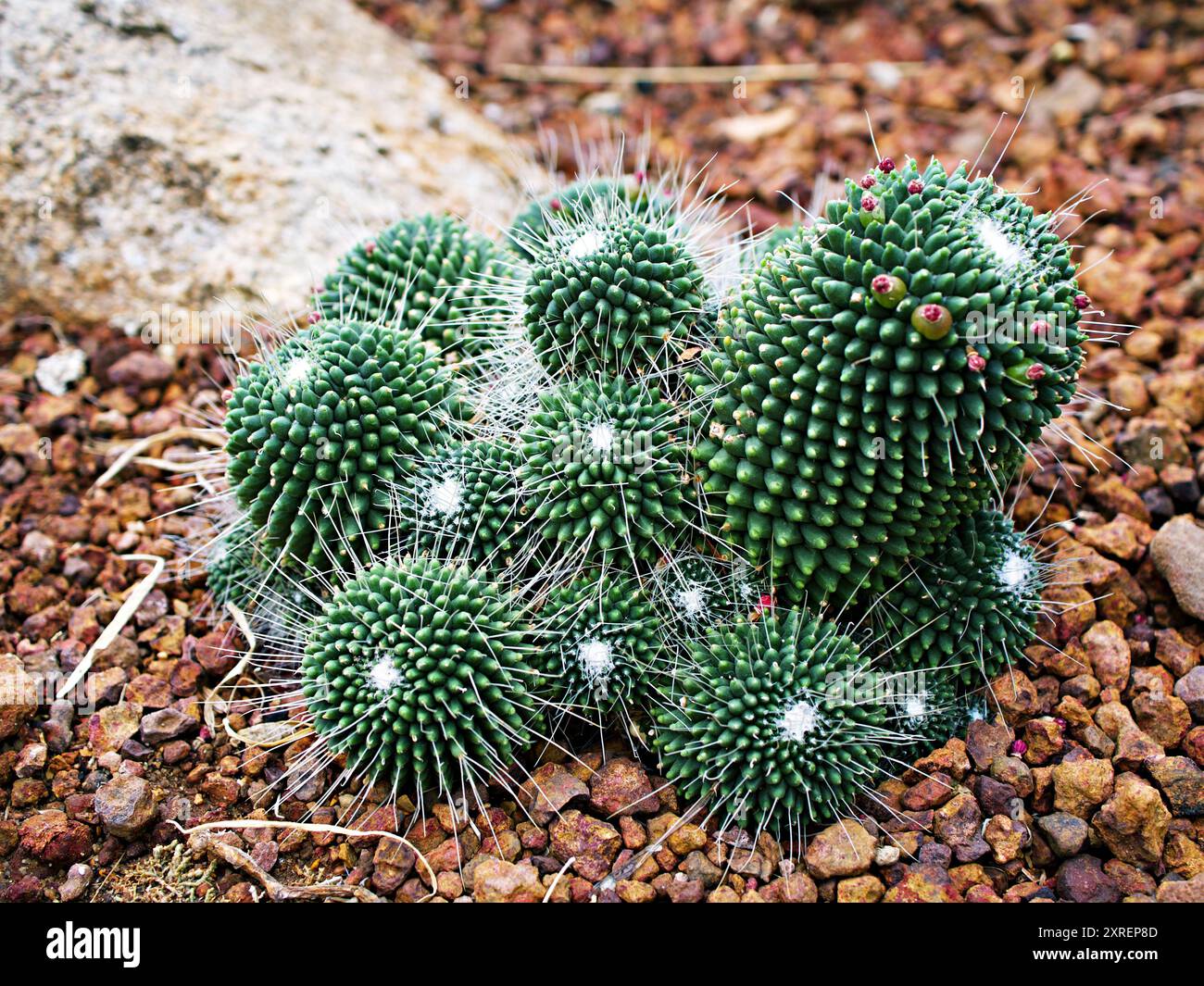 Cactus desert plant Mammillaria carnea Pandan ,Herbs Cacti Medicinal ...
