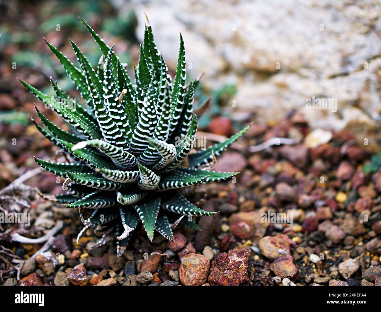 Succulent Zebra plant ,Haworthia Aloe Vera ,Pearl plant ,Zebra cactus ...