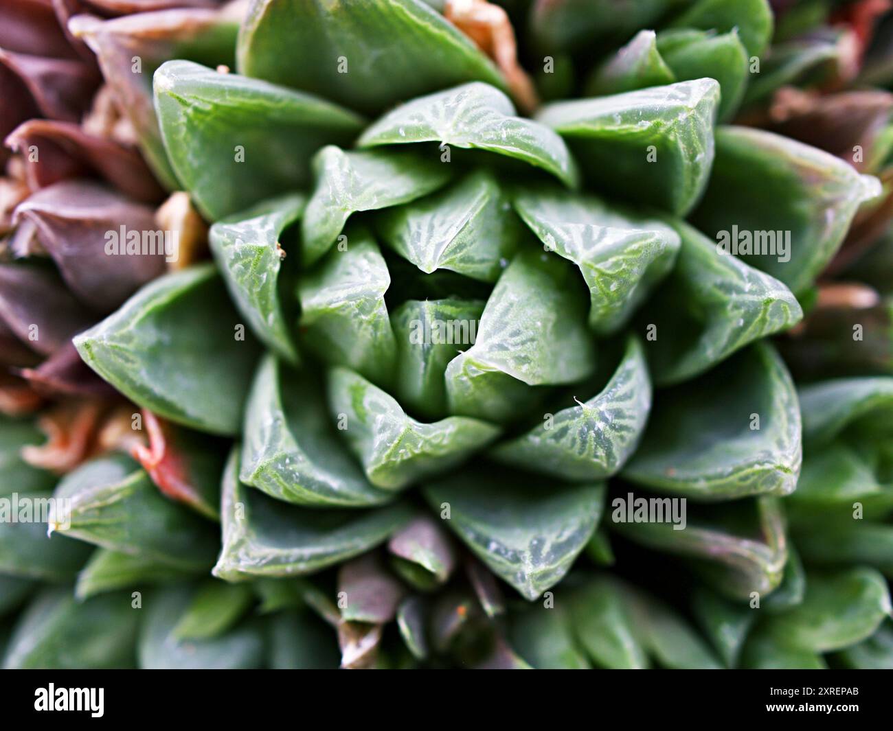 Succulent plant Haworthia mucronata ,Asphodelaceae ,Haworthia decipiens ...