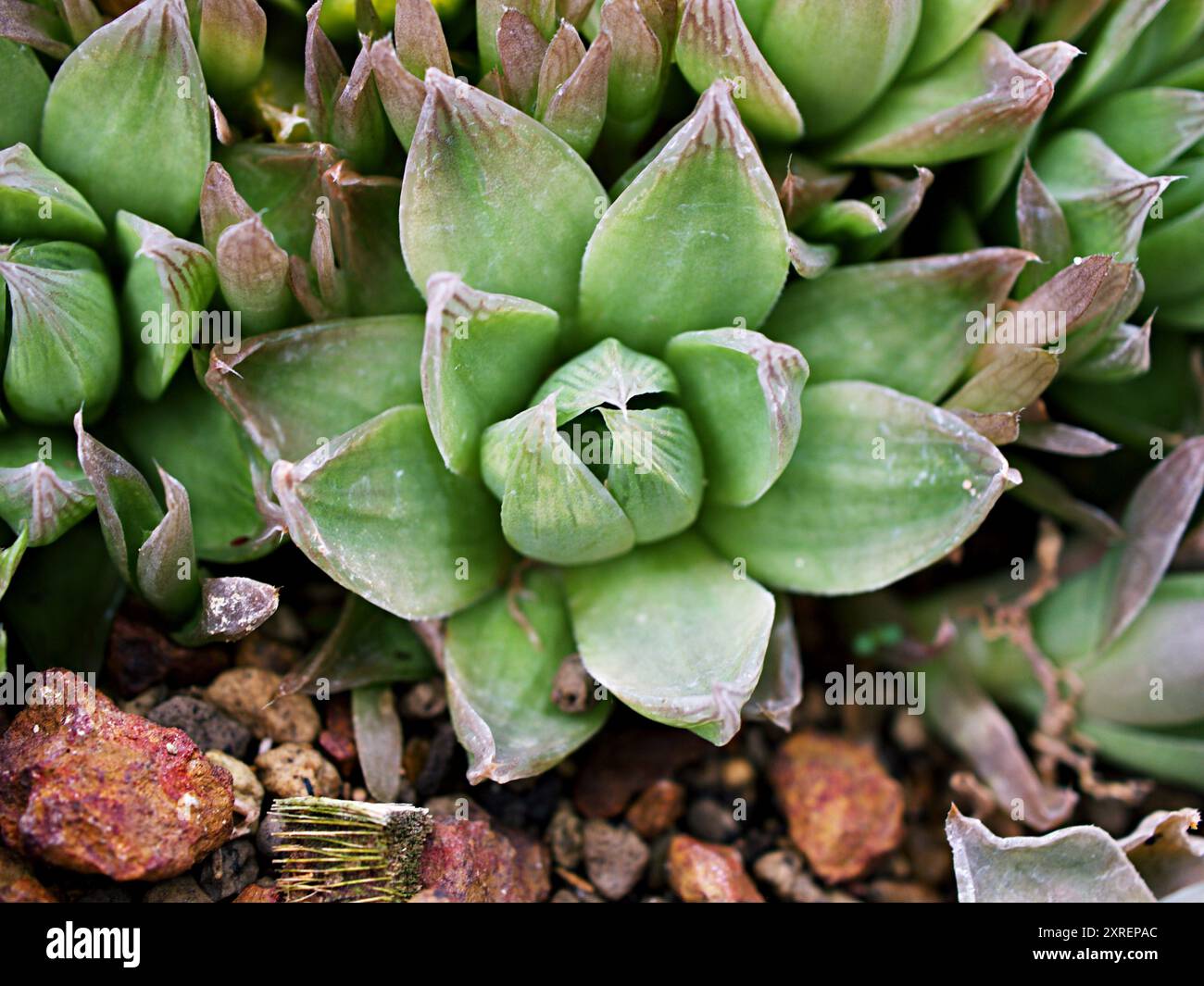 Succulent plant Haworthia mucronata ,Asphodelaceae ,Haworthia decipiens ...