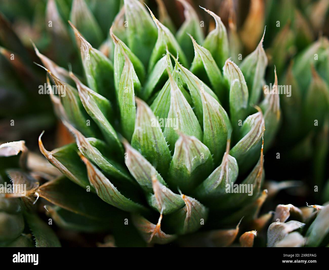 Succulent plant Haworthia mucronata ,Asphodelaceae ,Haworthia decipiens ...