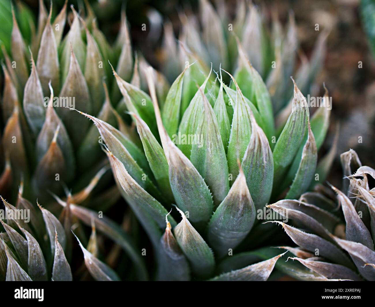 Succulent plant Haworthia mucronata ,Asphodelaceae ,Haworthia decipiens ...