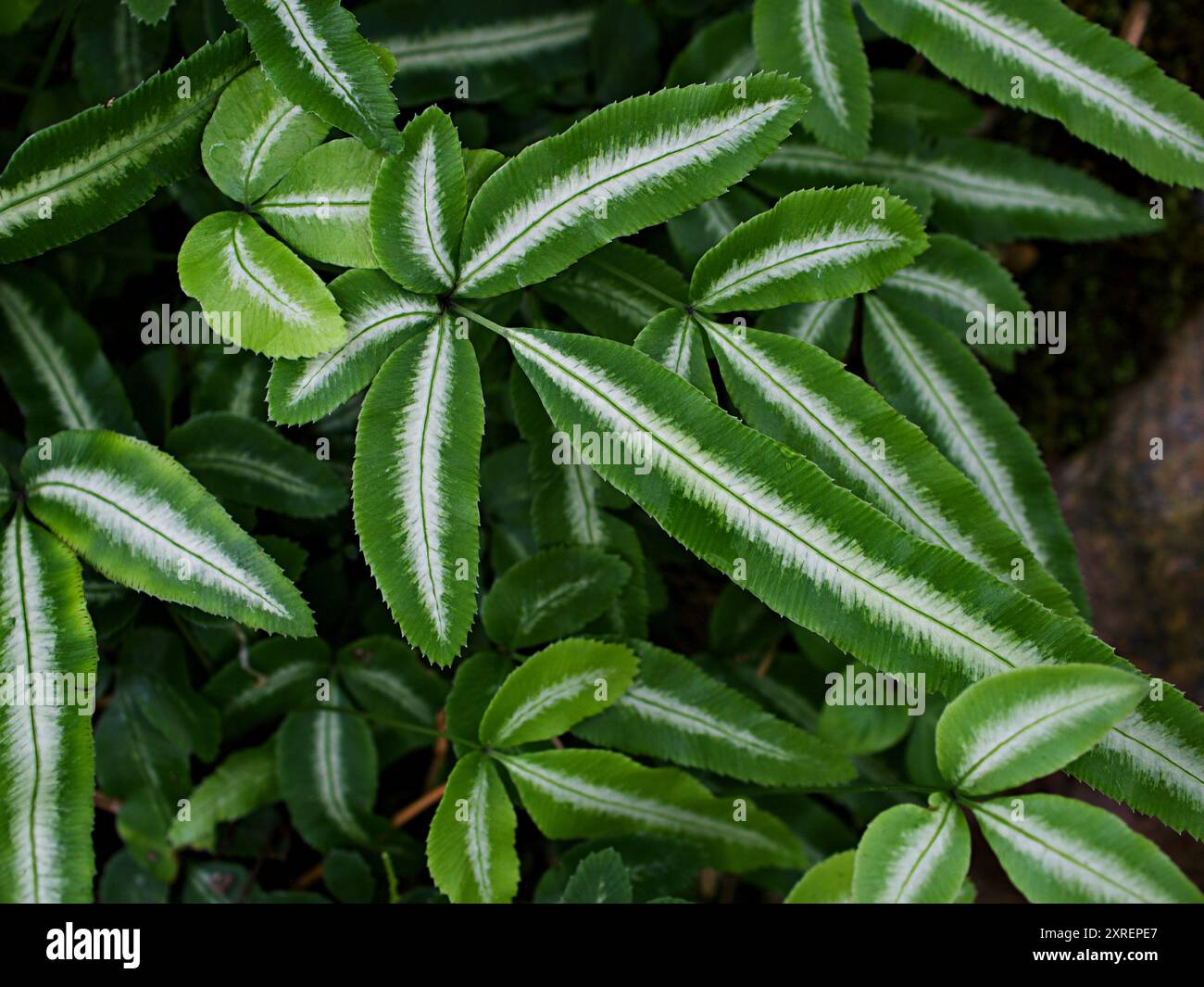 Green leaf of fern plant ,Silver Lace Fern house plants ,Observation ...