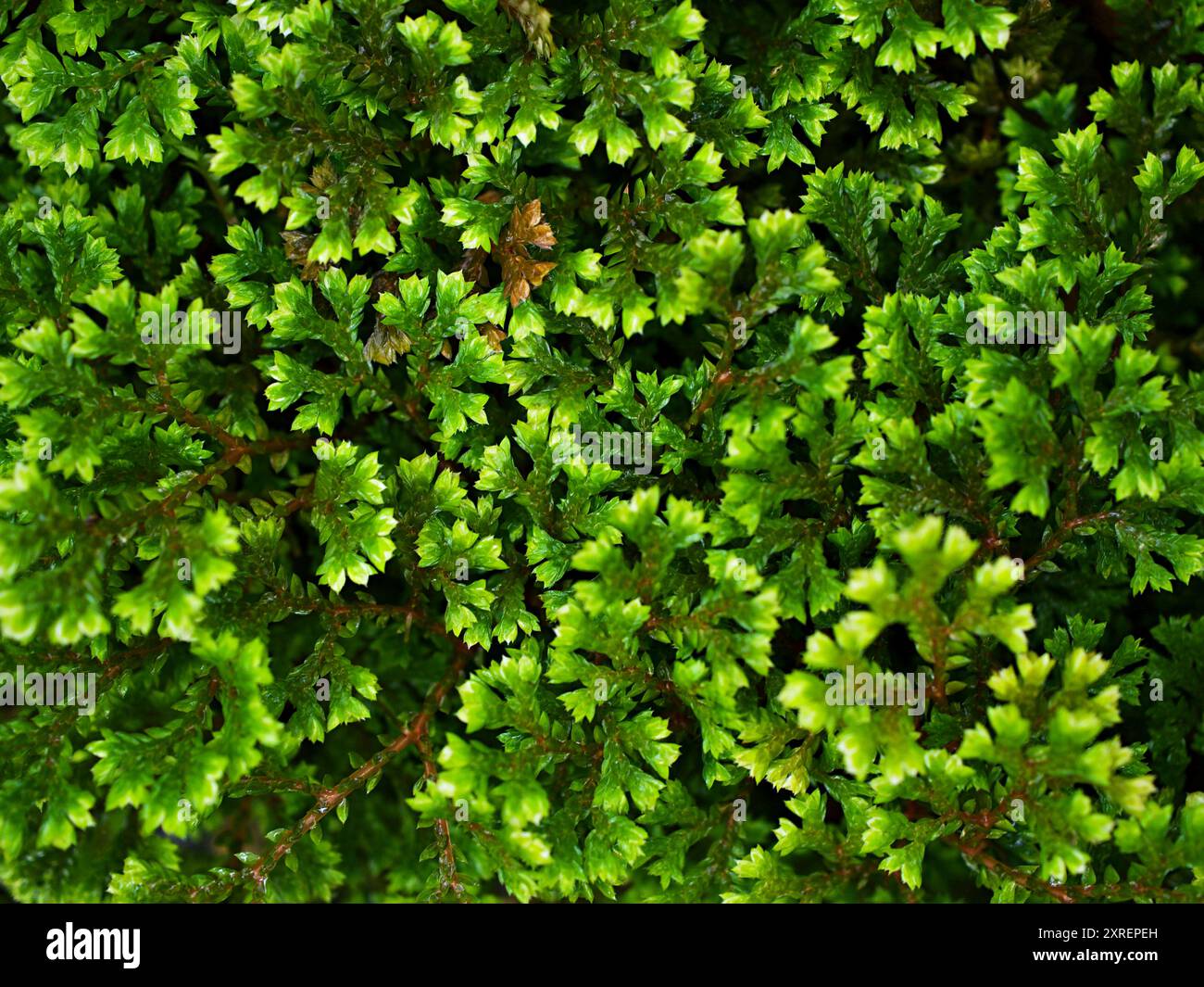 Green leaf of Selaginella Tamariscina moss plant ,Selaginella ...