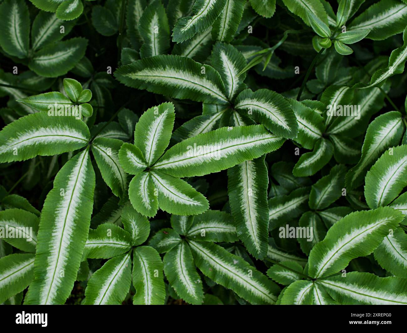 Variegated cretan hi-res stock photography and images - Alamy