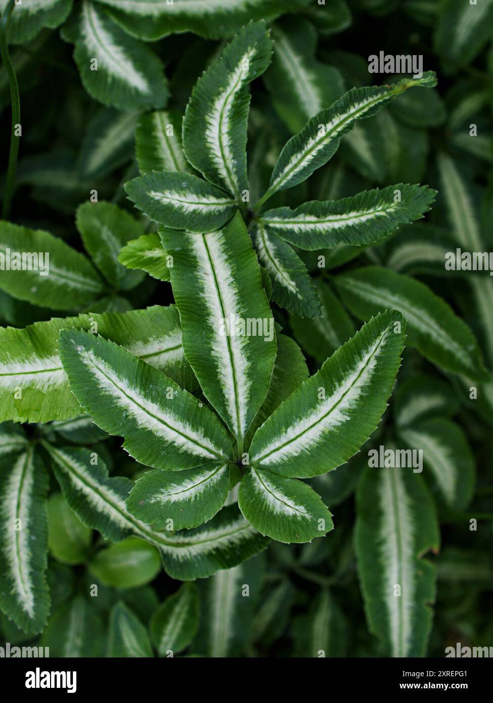 Plant growth observation hi-res stock photography and images - Alamy