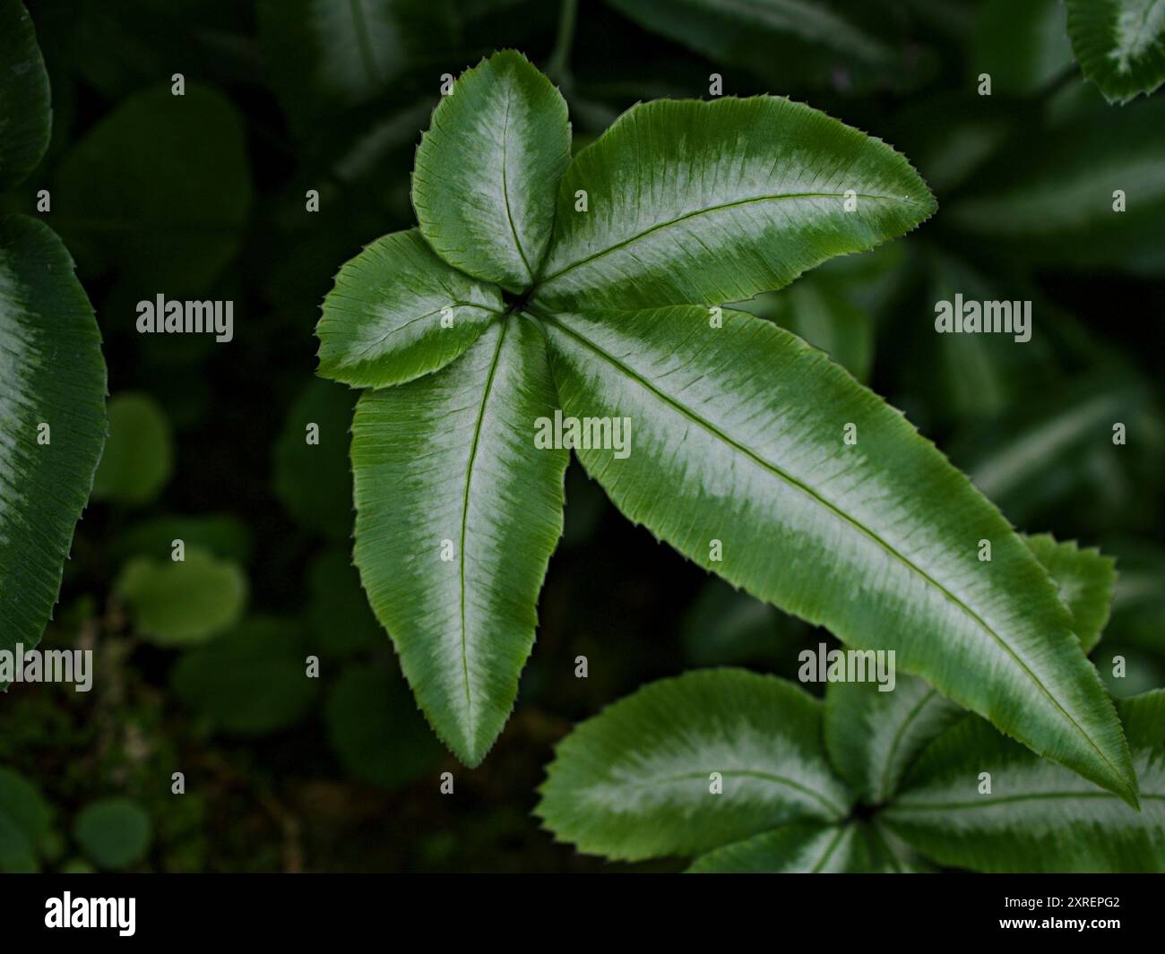 Green leaf of fern plant ,Silver Lace Fern house plants ,Observation ...