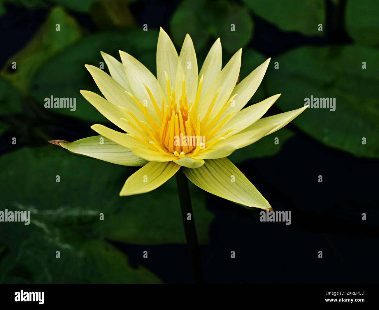 flower water lily Nymphaea nouchali var. caerulea ,Egyptian lotus ...